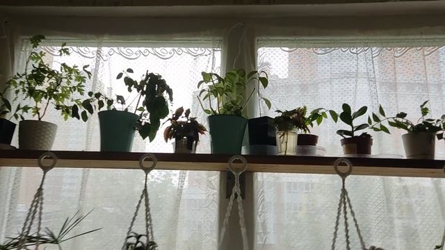 Быстрый, простой, многоразовый способ притенения окна. Спасаем  растения от жары.