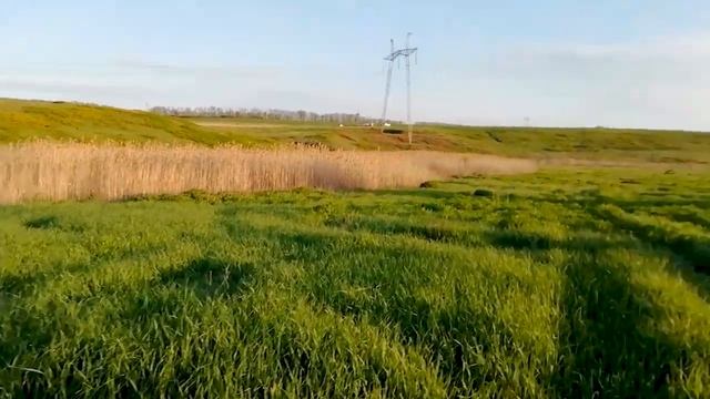 Фазан.mp4
