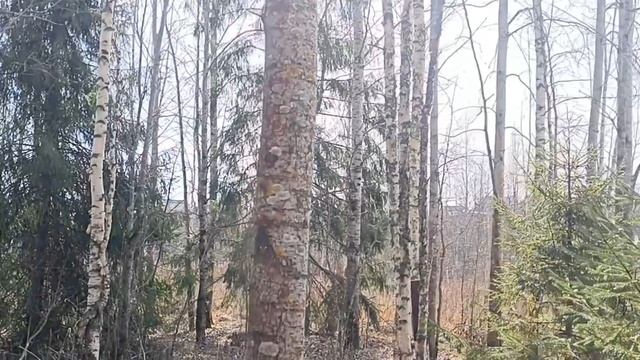 прогулка по весеннему лесу ?????