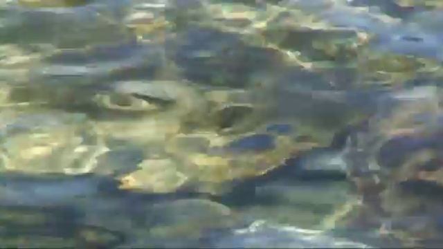 озеро Медвежье..mp4.mp4