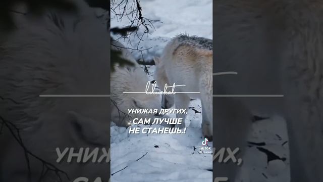 Цитаты
