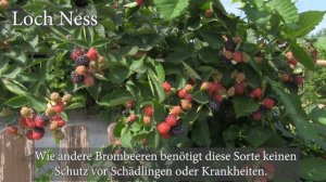 Großfrüchtige dornenlose Brombeere