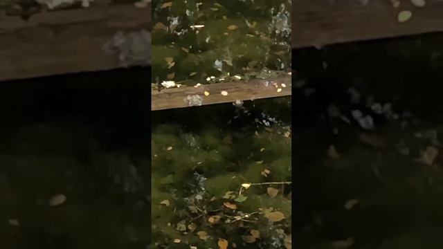 Лягушки очень сложные животные, вчера после задержания лягушки которая украла кошек у пожилой…
