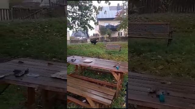 Ариша в новом доме 20231028