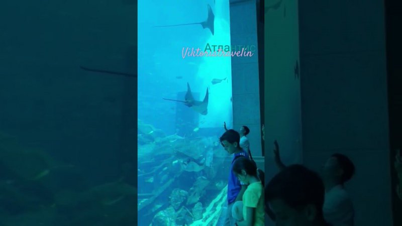#атлантис #viktoriatravelin #atlantis #океанариум #рыбы #акула