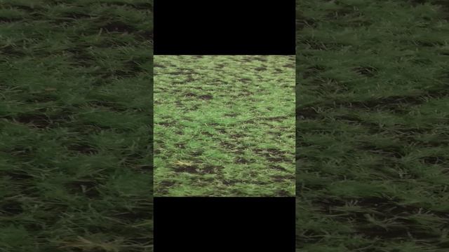 VID_20191216_131020.mp4