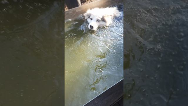 Бэтти купается в баке...