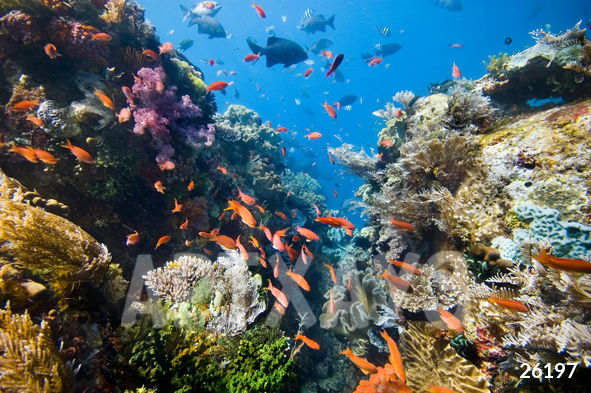 подводный мир!!!.