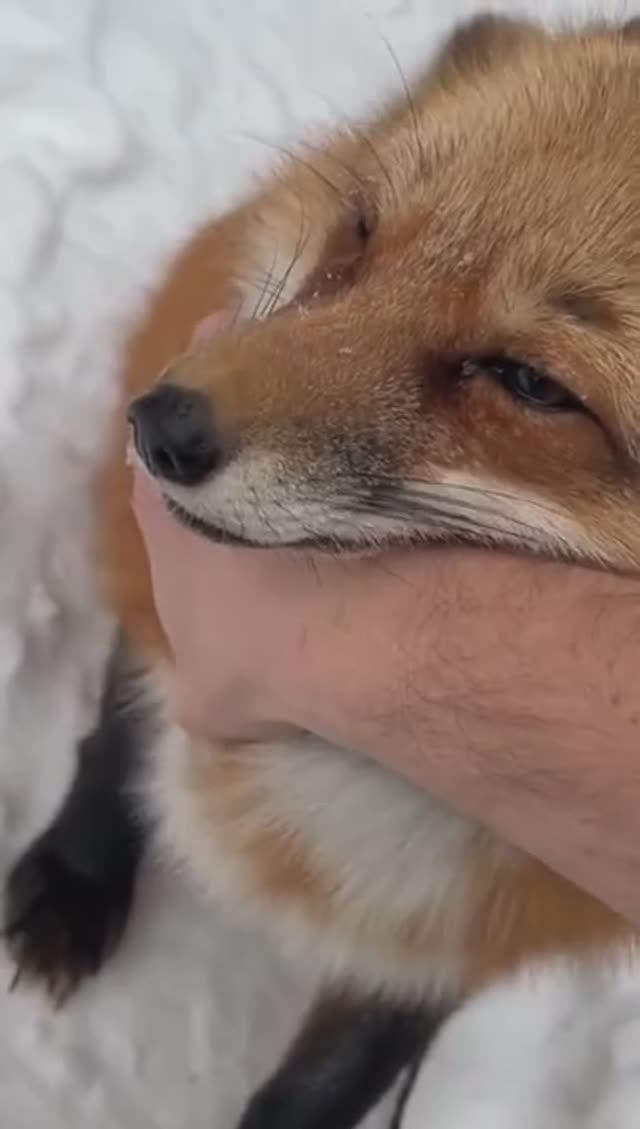 Домашняя лиса ?