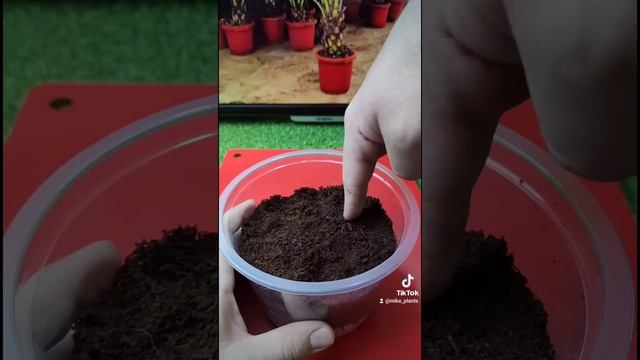 Финик из косточки. Как вырастить финиковую пальму?