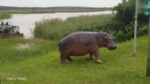 Бегемот пришёл к туристам
