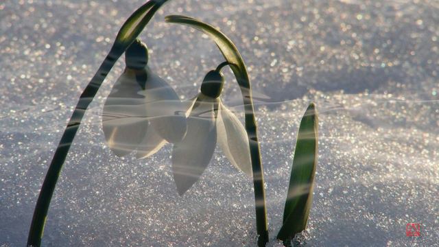 Женские наряды и уборы