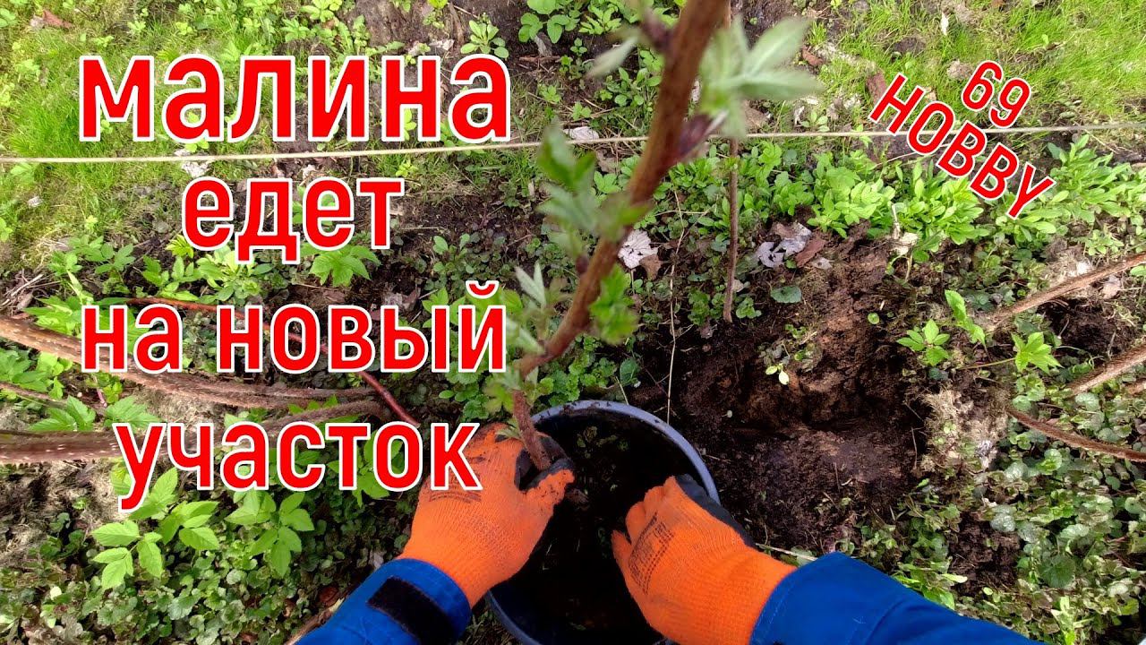 Тонкости весенней посадки (пересадки)  МАЛИНЫ!