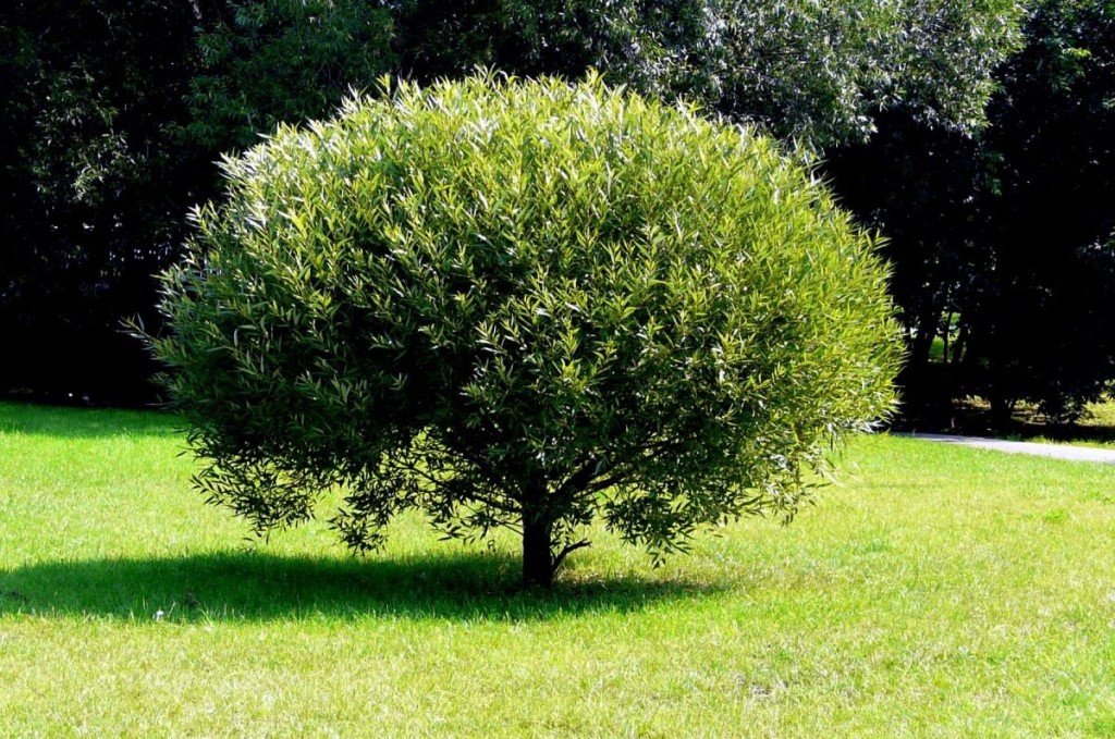 Густая, пушистая, шарообразная крона - ЛЕГКО и просто