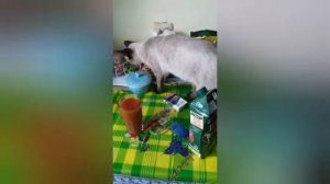Села поела... тайская кошка и еда