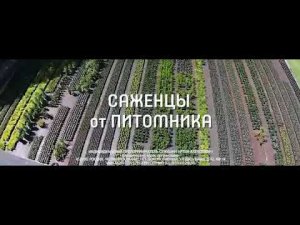 Саженцы от Питомника