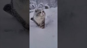 Коты встречают первый снег 

r/#FunnyAnimals