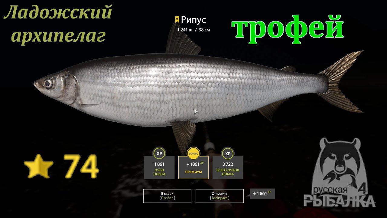 Русская рыбалка 4 / Ладожский архипелаг / Рипус (трофей), 74-я звезда
