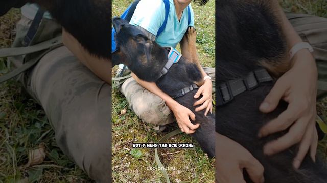 Доджу из приюта нужен дом 💔🙏