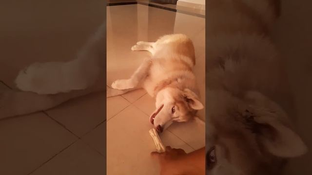 groovy #siberianhusky