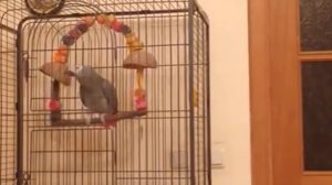Попугай матерится как сапожник 