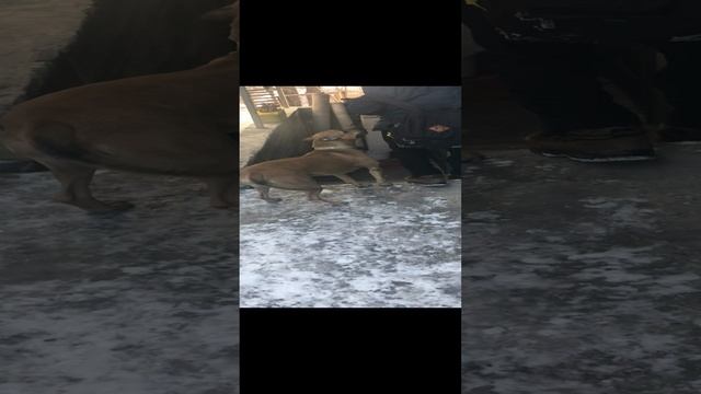 Карточка видео