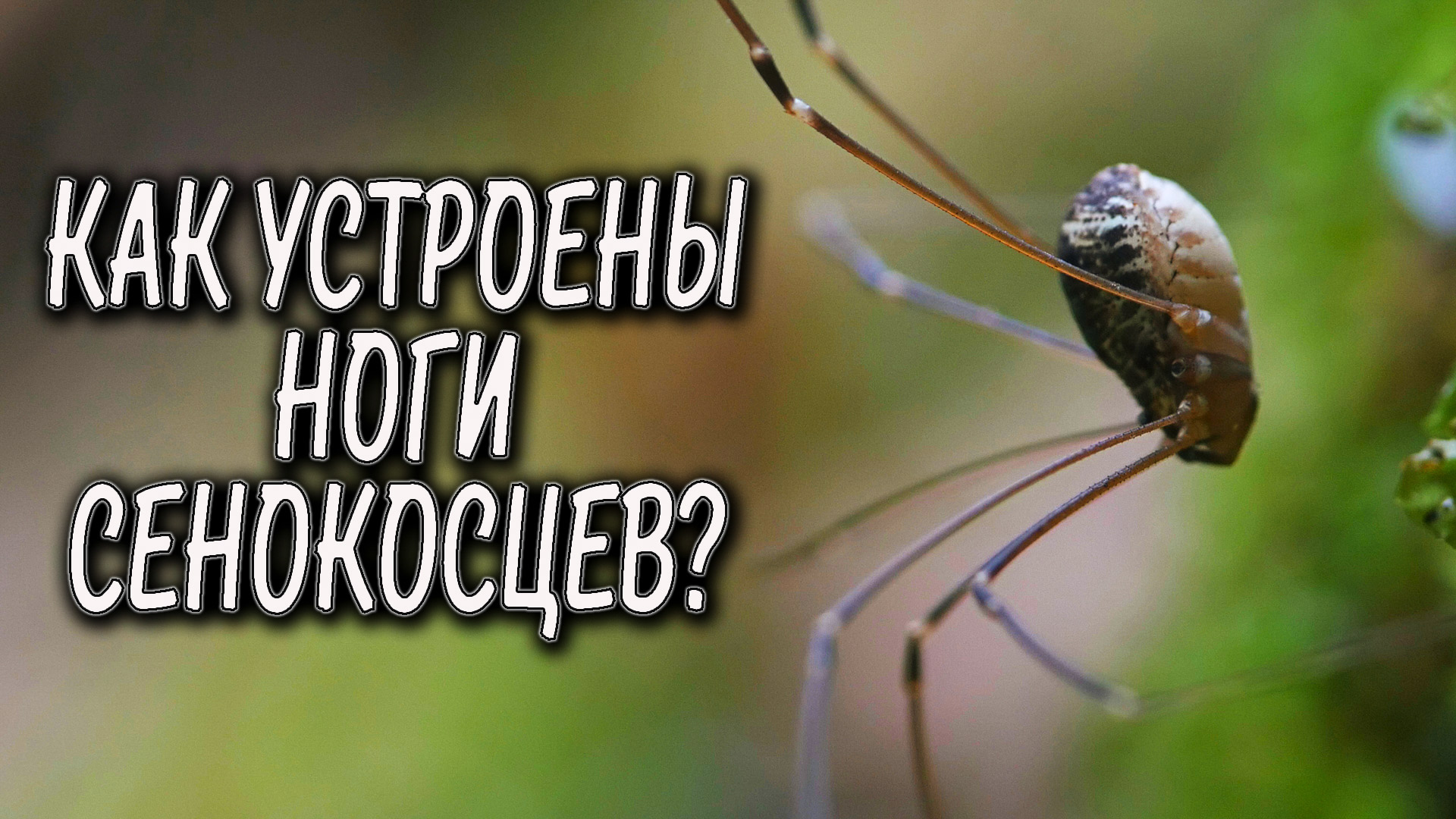 Как устроены ноги сенокосцев. Фауна Беларуси / Микропланета