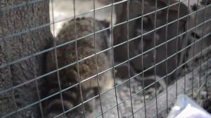 Хочу ЕНОТА! | Еноты в ставропольском контактном зоопарке Берендеево | I want Racoon!
