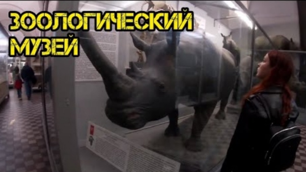 Санкт-Петербург / Куда сходить в Питере / зоологический музей