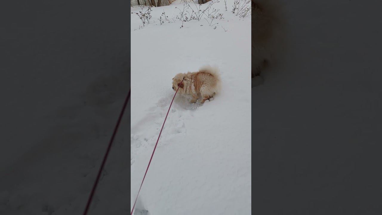 Чау Чау
