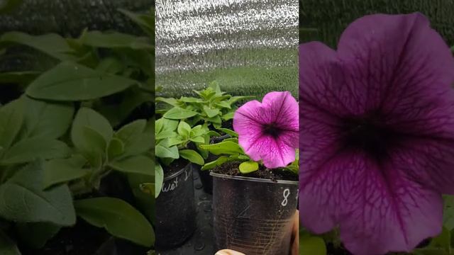 Новинка от PanAmericanSeed/ Петуния Изи Вейв Роуз Фьюжн.