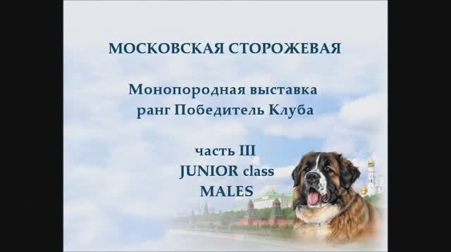 2012.05.09.3.Московская сторожевая, кобели, класс ЮНИОРОВ