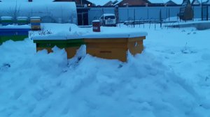 6 ноября 2018 года. Пасека под снегом. Закопал ульи в снежную подушку до весны