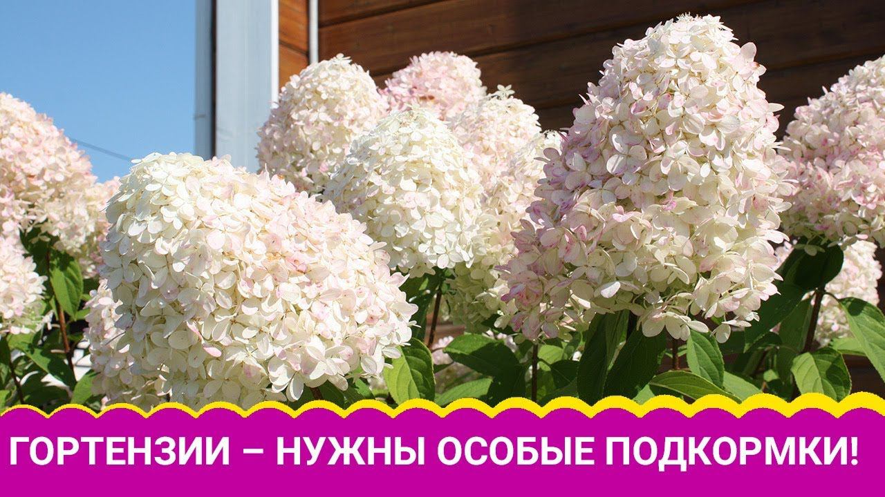 КРАСОТКИ- ГОРТЕНЗИИ ЛЮБЯТ ПОКИСЛЕЕ.