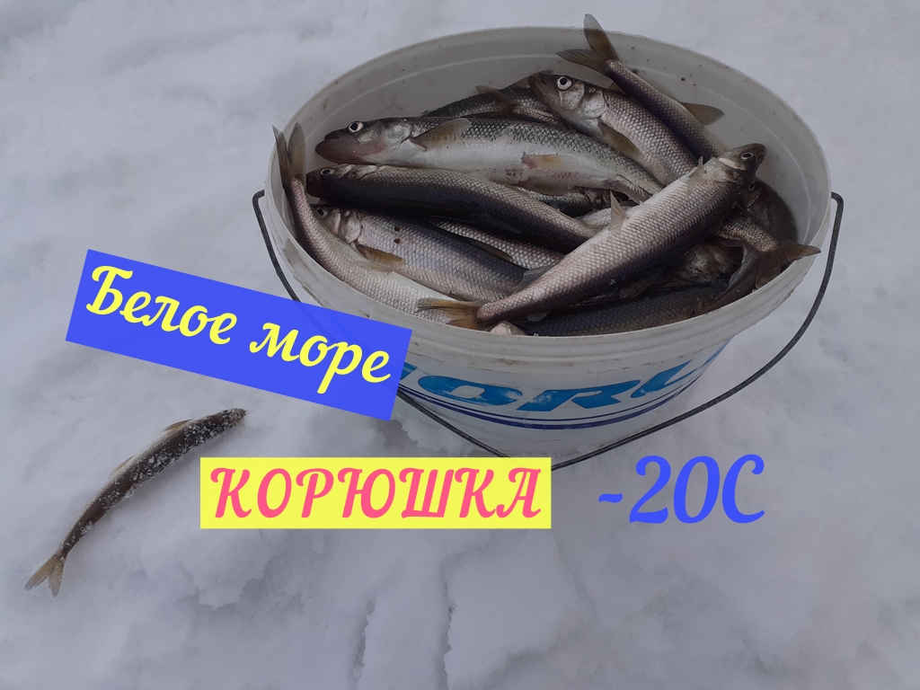 КОРЮШКА/БЕЛОЕ МОРЕ/ -20