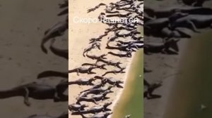 Крокодилы ждут свой завтрак