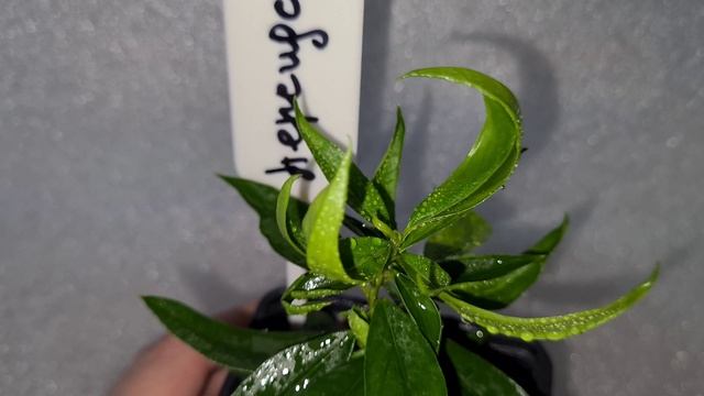 Мирт Персидский 2