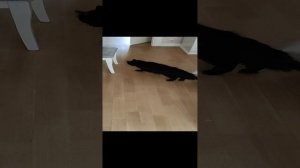 20220708_Цезарь_2.mp4