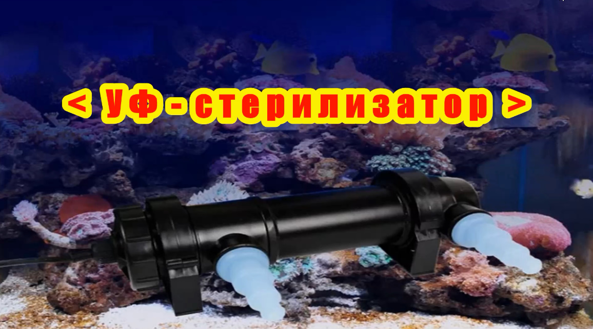 АКВАРИУМ и ТЕРРАРИУМ