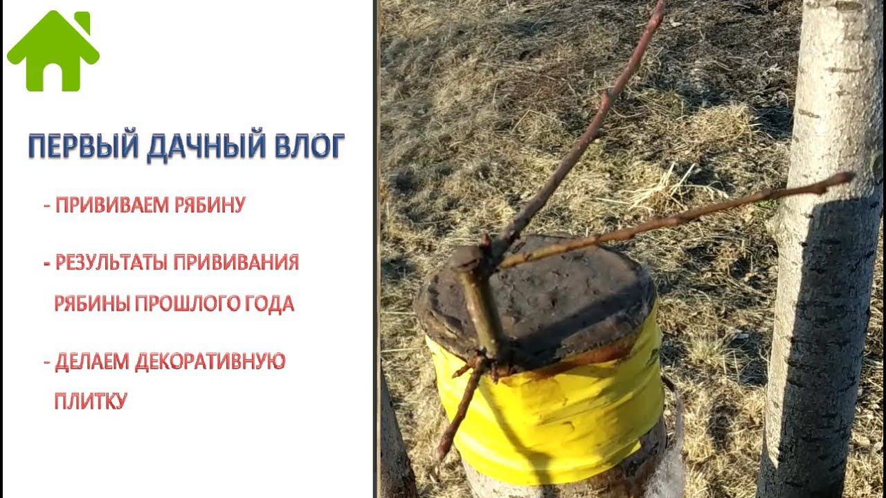 ПЕРВЫЙ ДАЧНЫЙ ВЛОГ: прививаем рябину, результаты прошлогодней прививки, делаем декоративную плитку