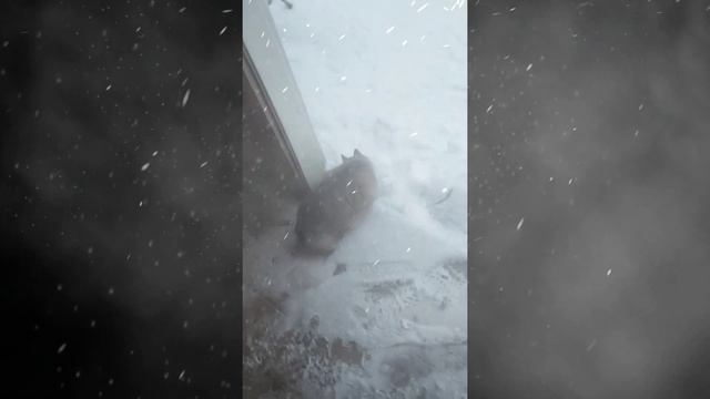 Мерзнут ушки, мерзнут лапки, оййй!