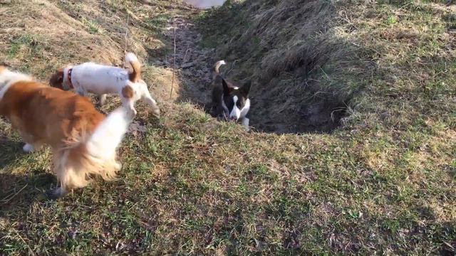 Лаврик. Все за мной! Ты что застрял Нет я просто отдыхаю_). Апрель 2017