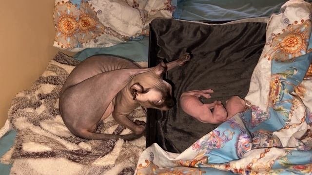 Йога в декрете - занимаемся дома самостоятельно! Приколы с кошками!