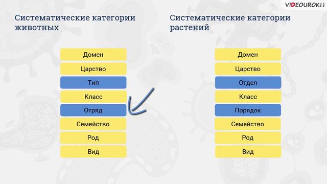 Систематика. Таксоны