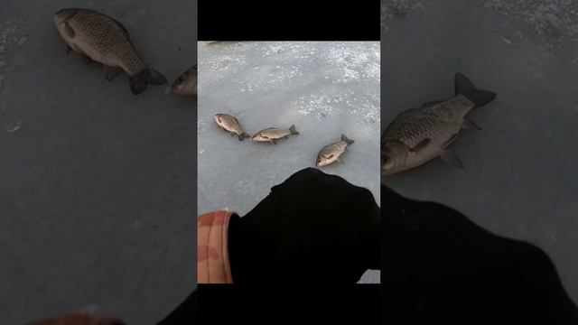 Зимняя ловля карася на мормышку с тестом