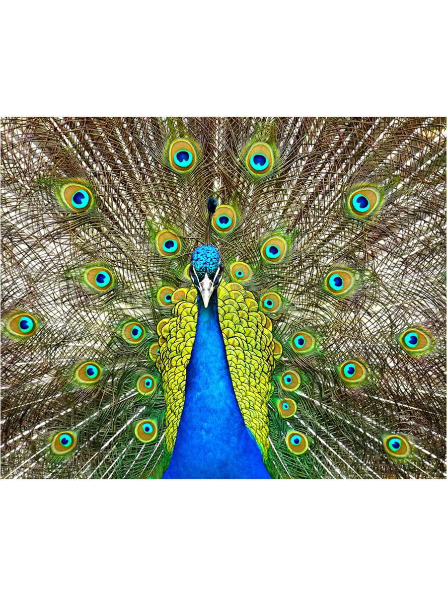 павлины во всей красе....