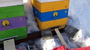 Зимний облет пчёл, Карпатка облетается 24 февраля