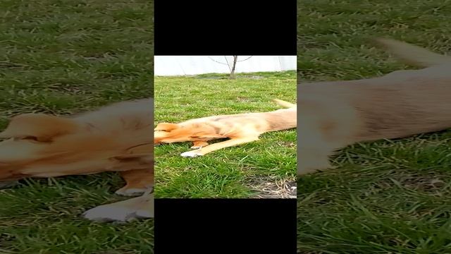 Собака играется весной