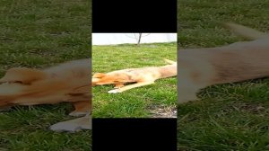 Собака играется весной
