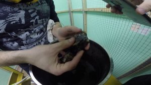 Всего 3 импульса с напряжением ~250 кВ для извлечения драгоценной разновидности кордиерита - иолита